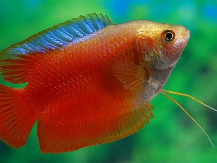 Лялиус Красный яркий (самцы) (арт 7027)