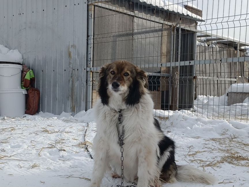 Собака ищет дом