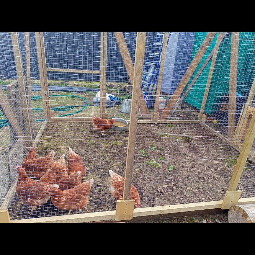 Куры несушки продам