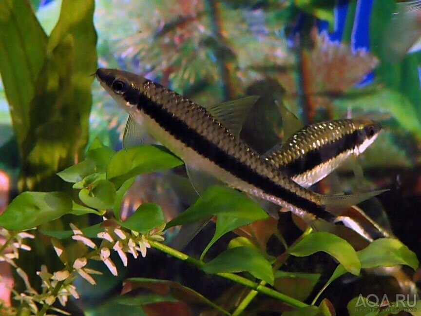 Сиамский водорослеед