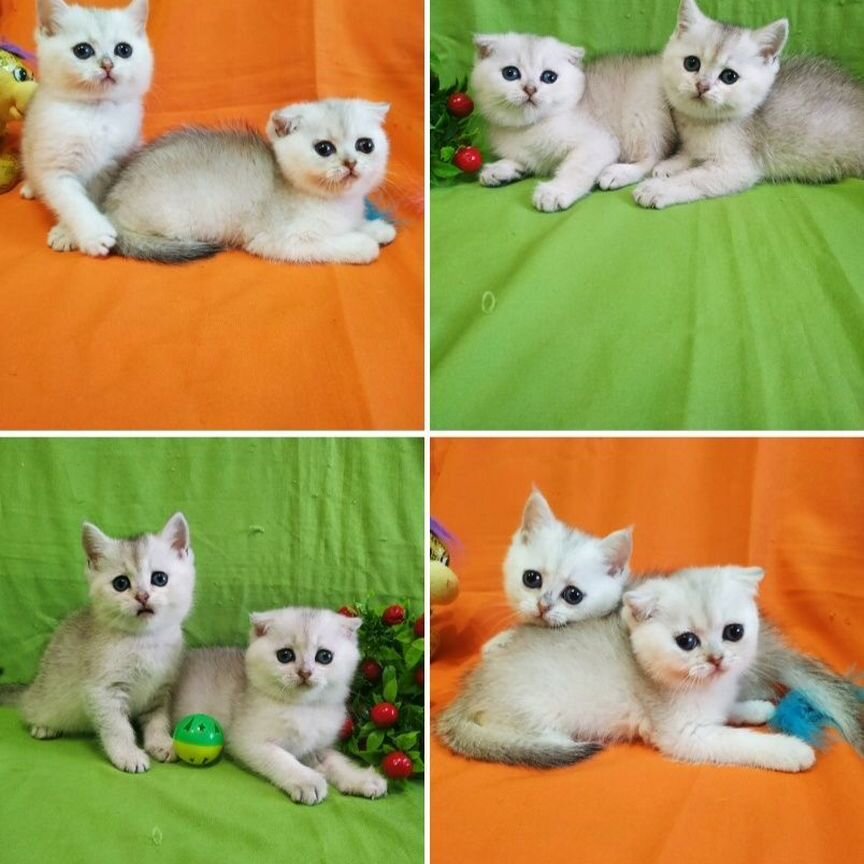 Шотландские котята
