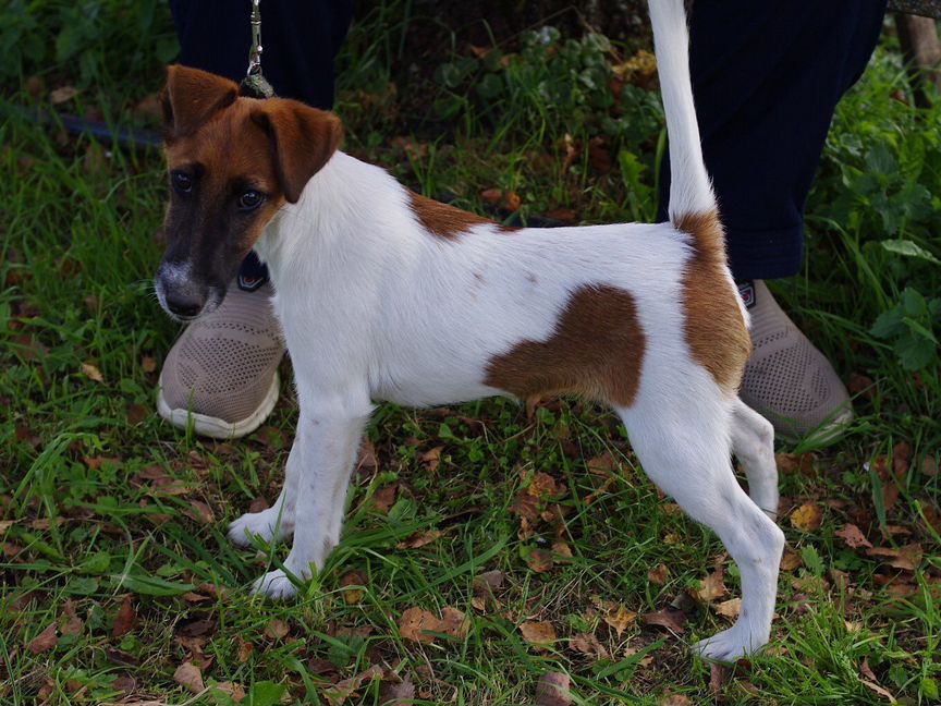 Фокстерьер гладкошерстный