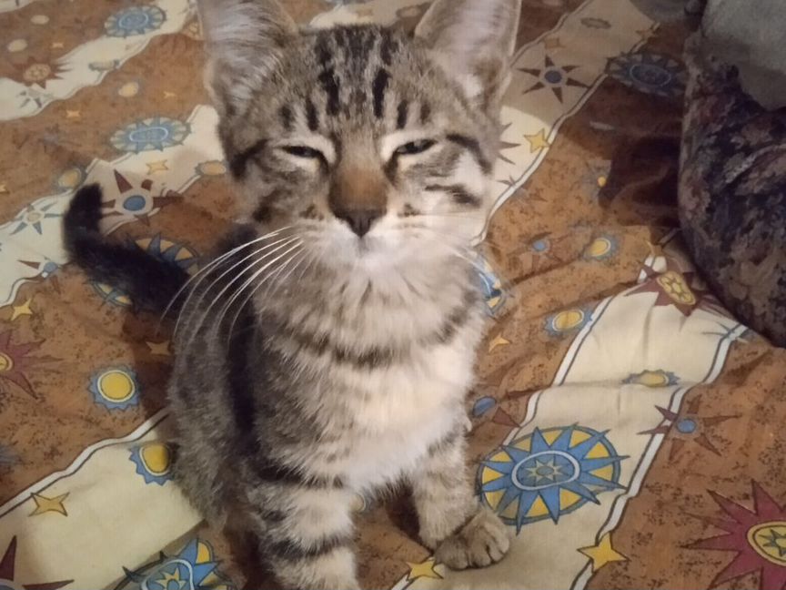 Кот, очень скромный