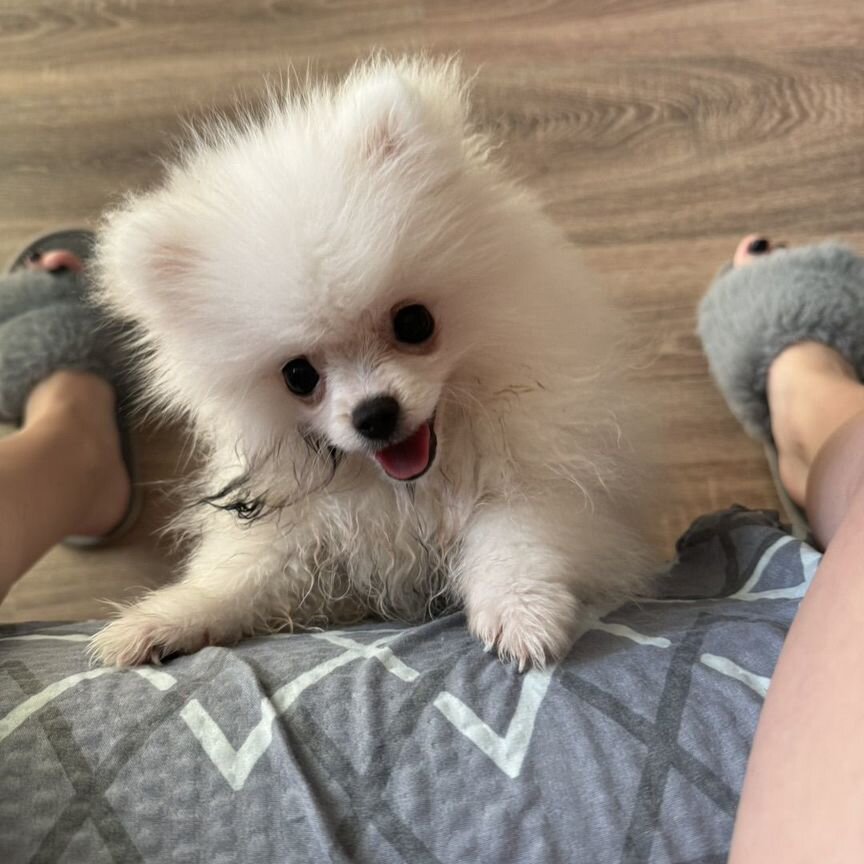 Отдам собачку в хорошие руки