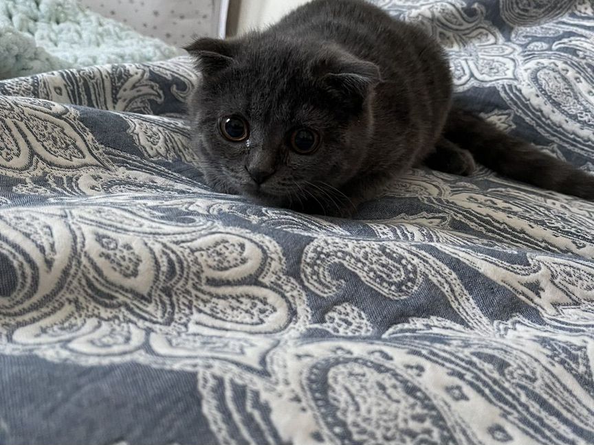 Британские котята