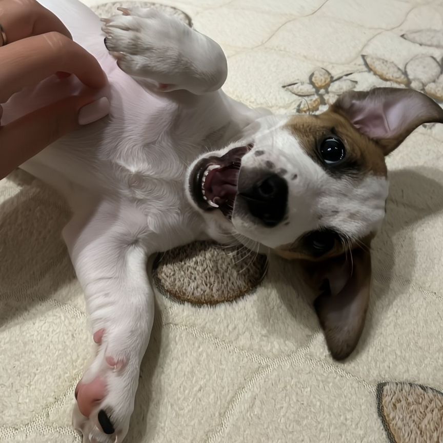 Джек-рассел-терьер, щенок