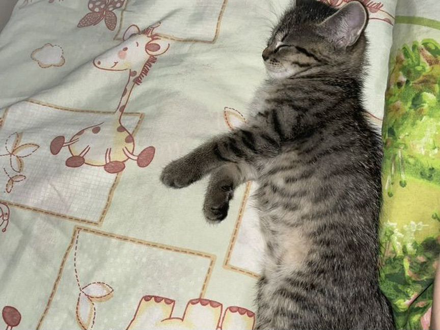 Котенок мальчик бесплатно