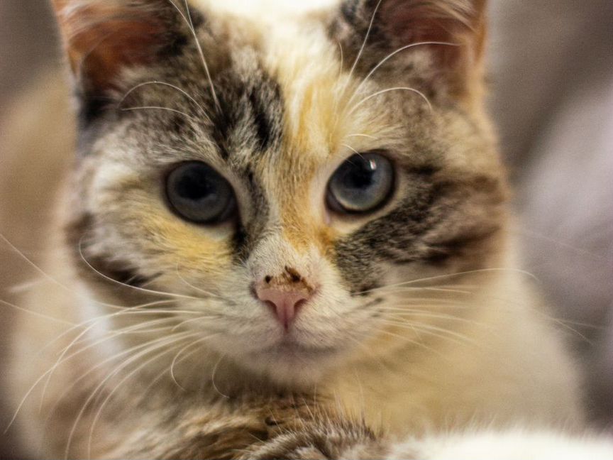 Кошечка Мокка