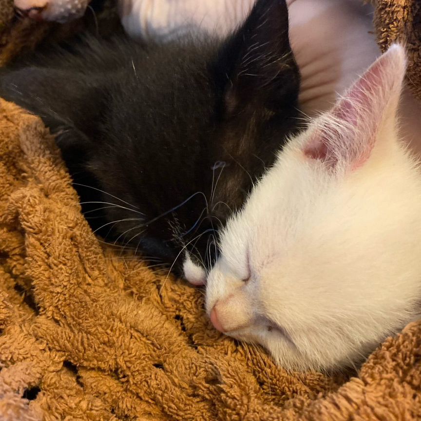 Брат и сестра