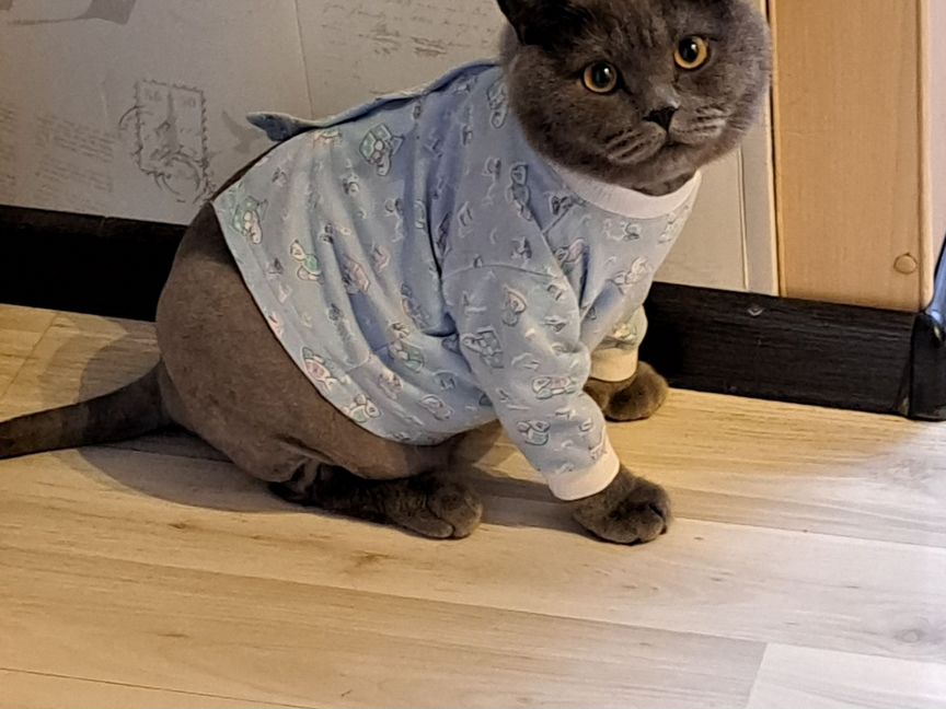 Отдам котика в добрые руки