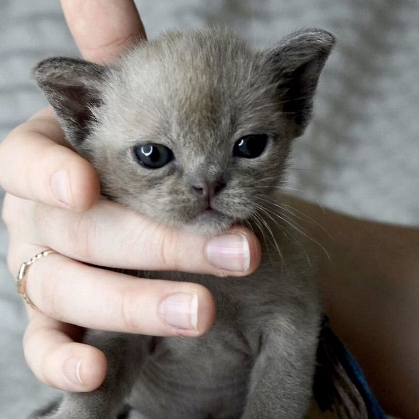 Бурманские котята