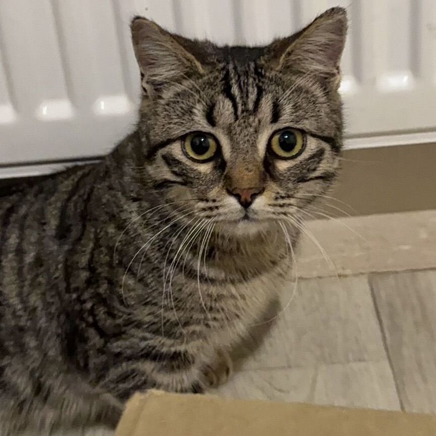 Британский короткошёрстный котёнок