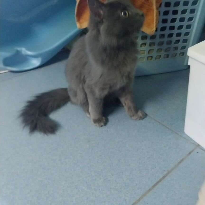 Котята в добрые руки приучены к лотку
