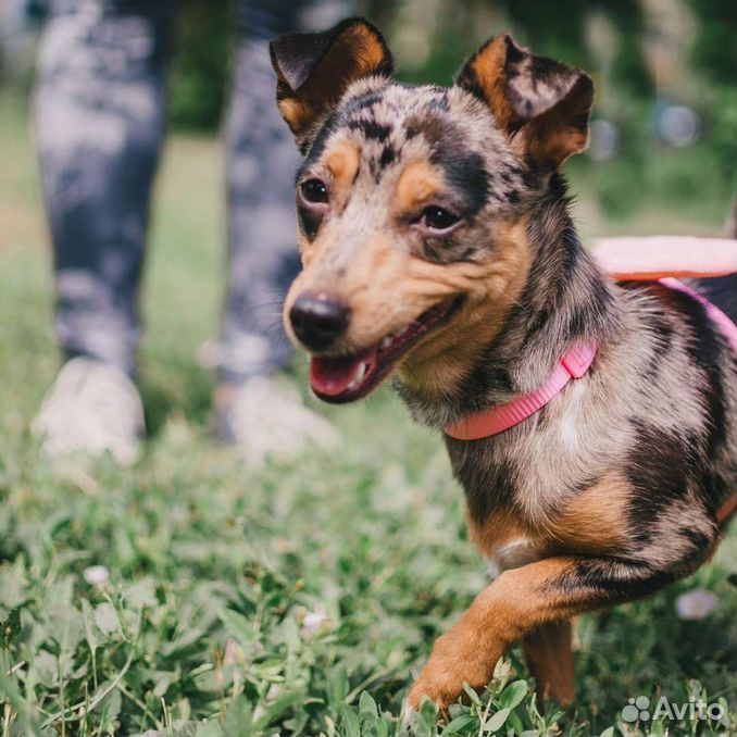 Маленькая собака в добрые руки бесплатно
