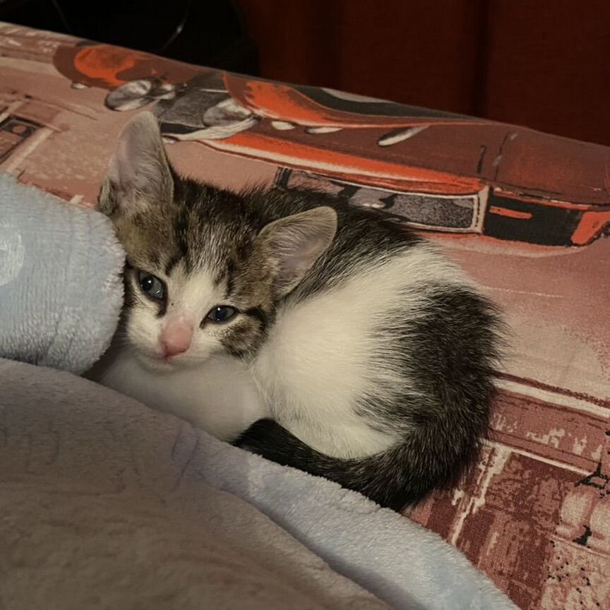 Британский котенок
