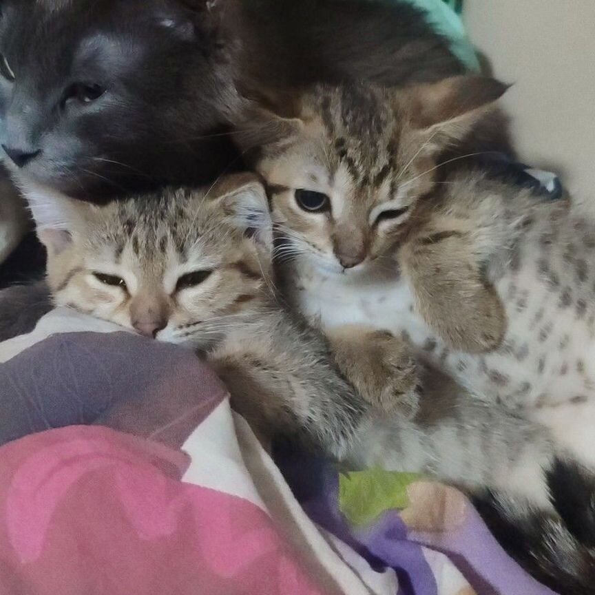 Котята в добрые руки бесплатно мальчик, девочка