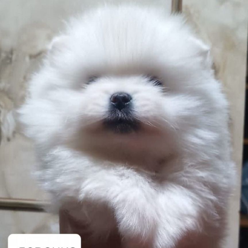 Померанский шпиц