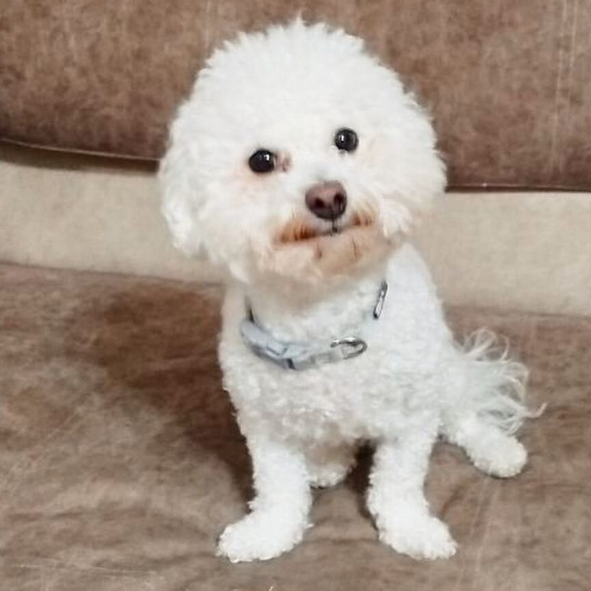 Бишон фризе 2года