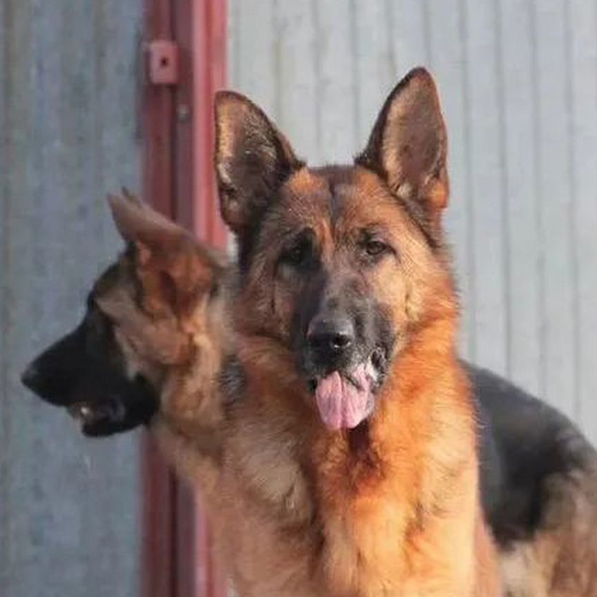 Немецкая овчарка, щенок