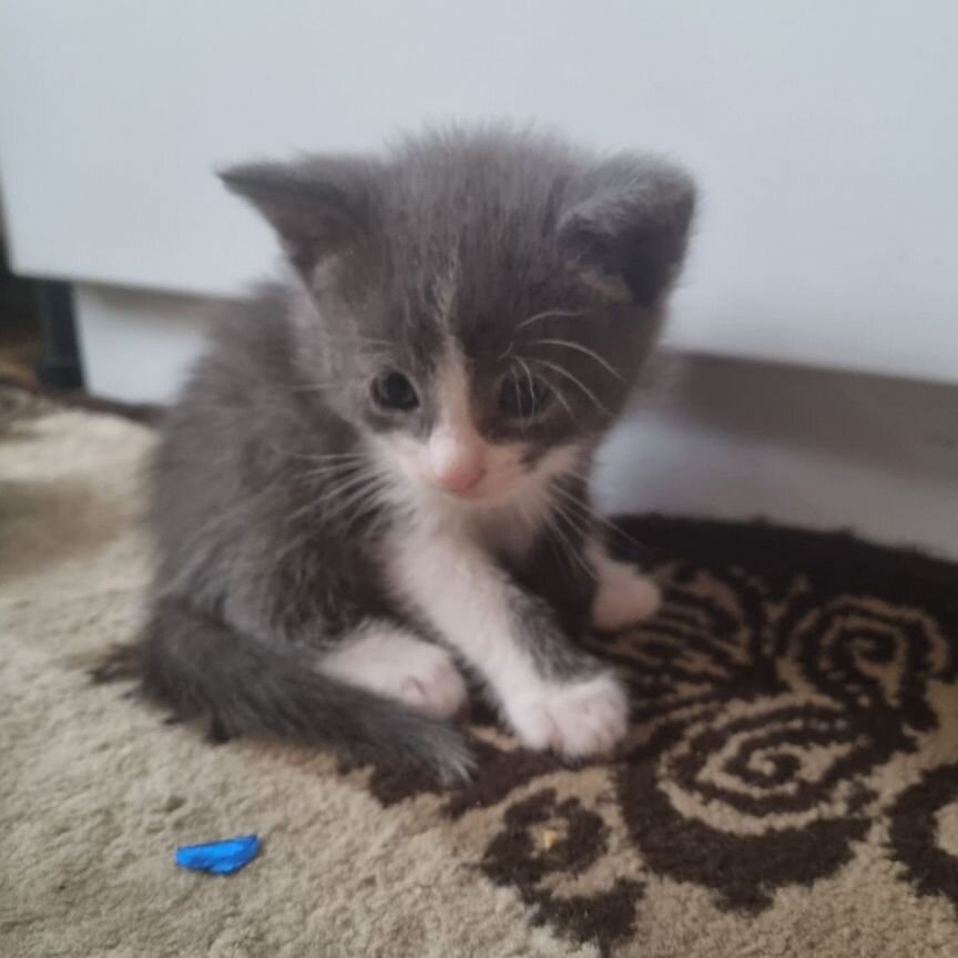 Отдадим в добрые руки котёнка