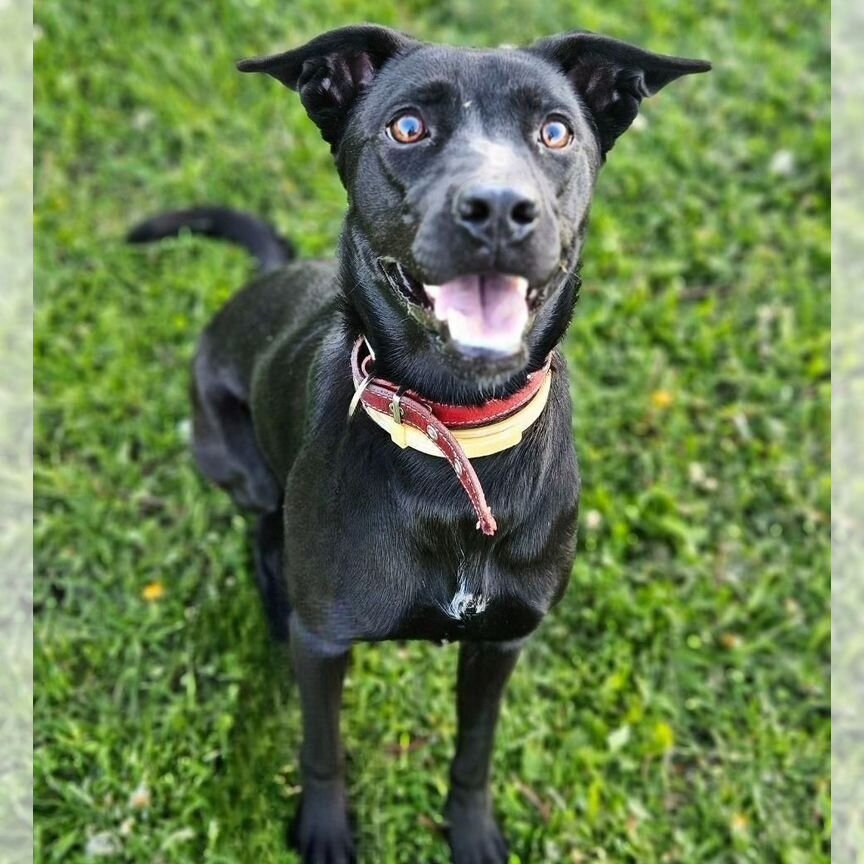 Взрослая собака из приюта