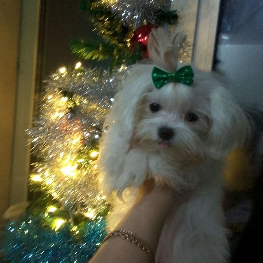 Подрошенная девочка с документами РКФ