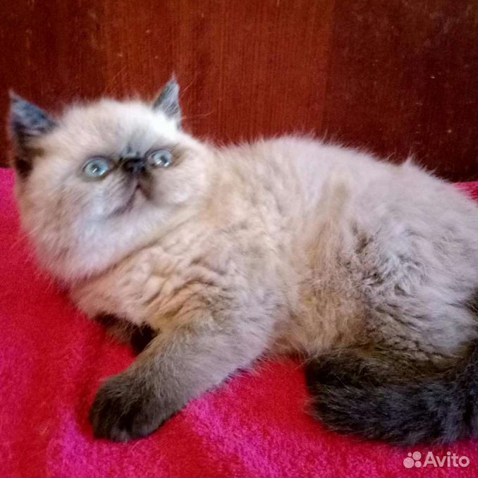 Котики экзотики