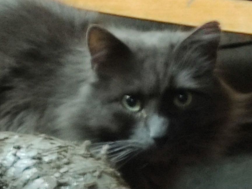 Кот породы нибелунг