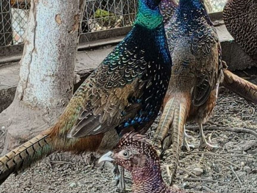 Фазан румынский