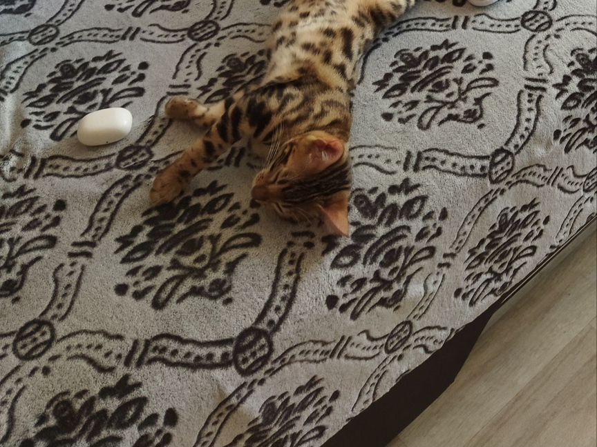 Бенгальские котята