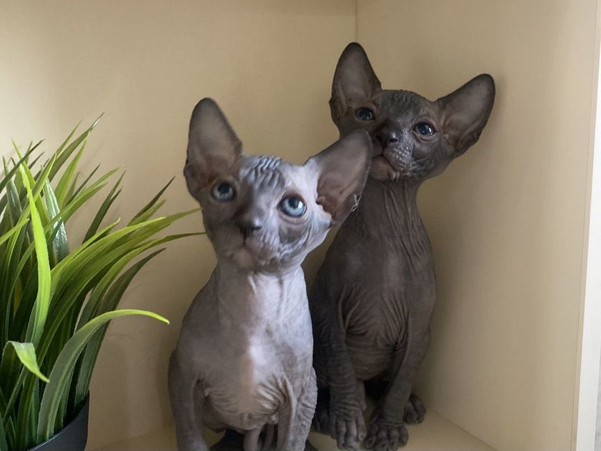 Канадский сфинкс котенок