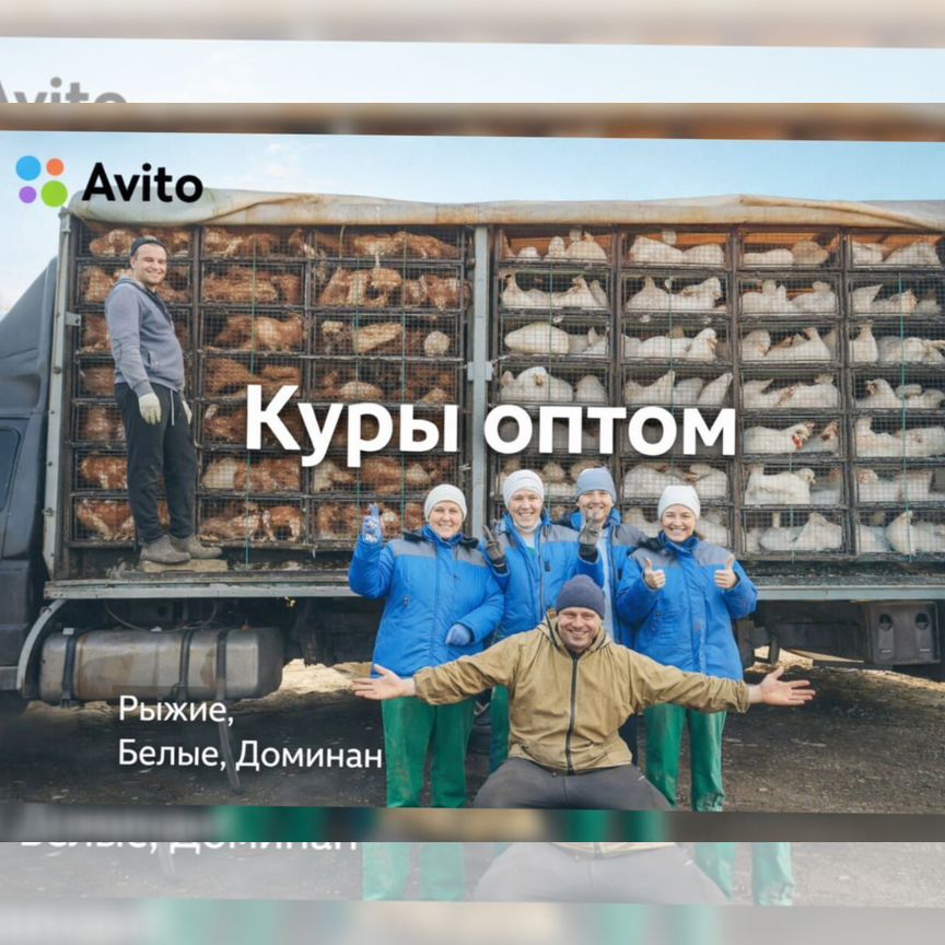 Перевозка птицы, зоотакси