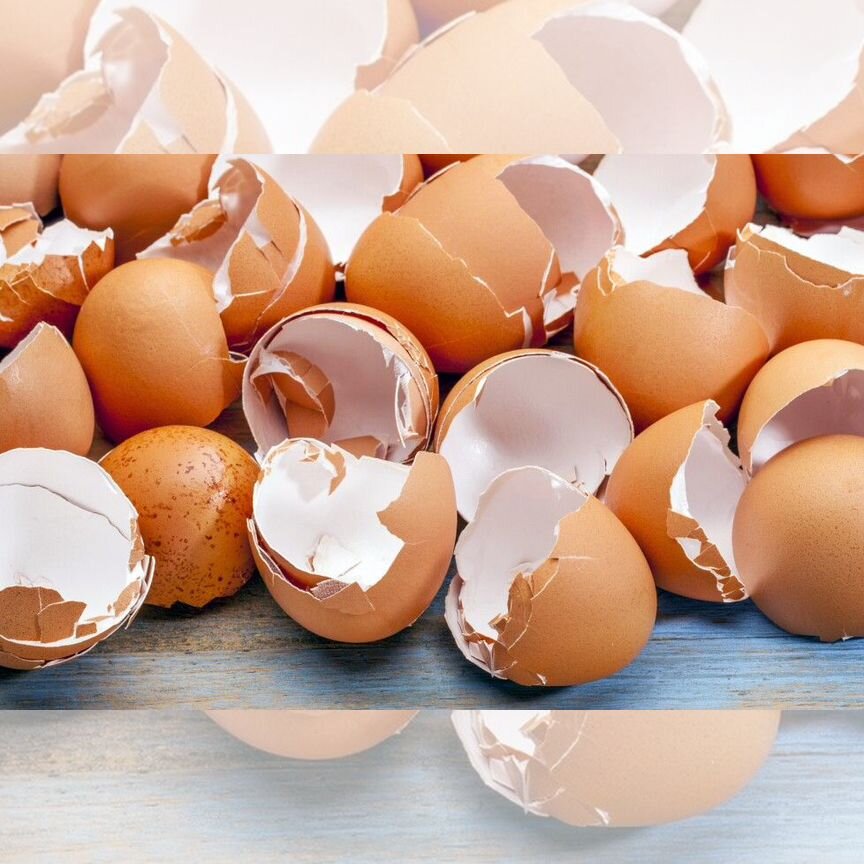 Яичная скорлупа