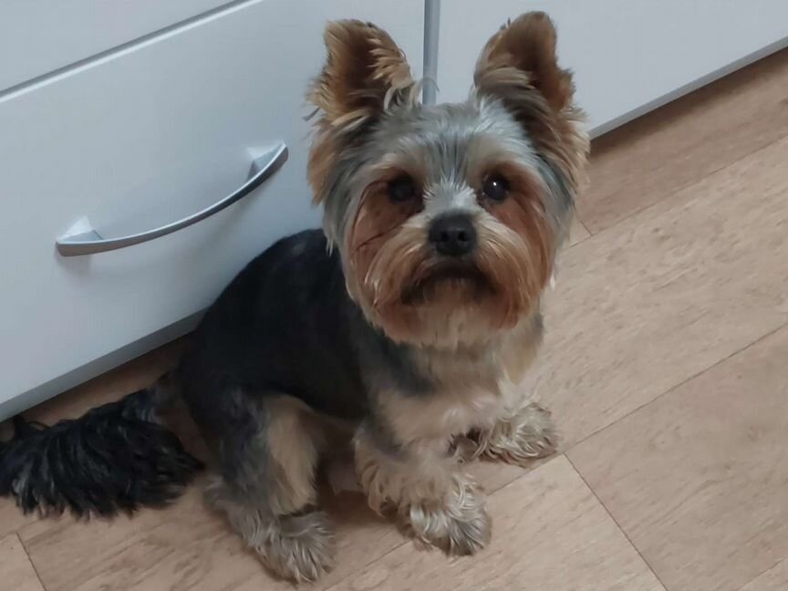 Йоркширский терьер вязка кобель