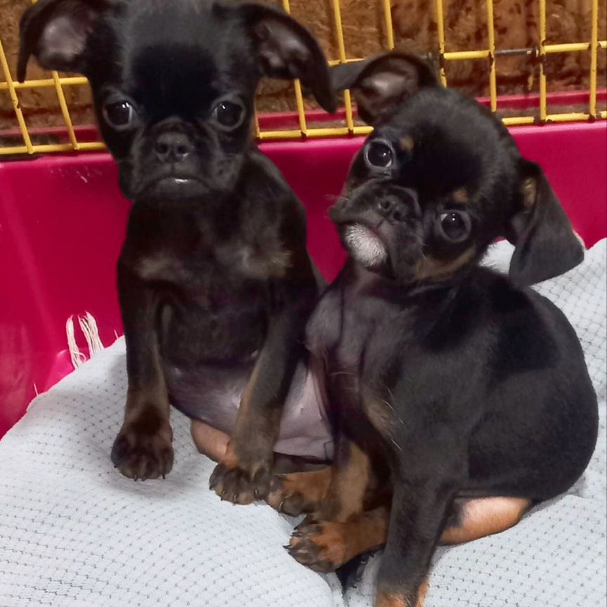 Сестрички- невелички 2,5 мес