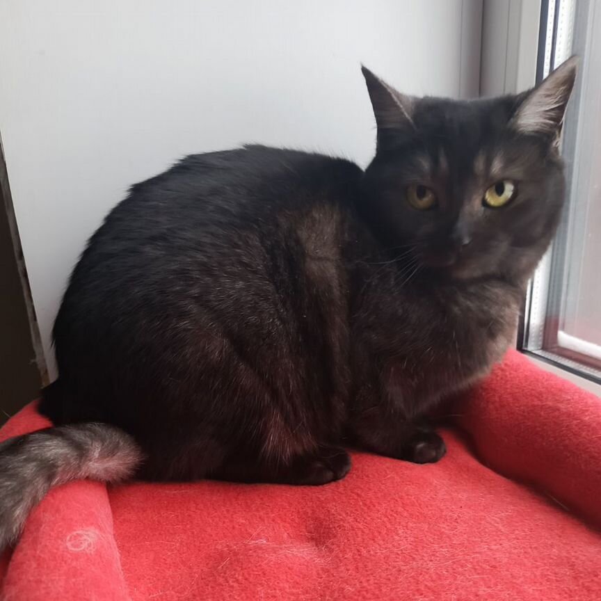 Взрослая, кошка в добрые руки