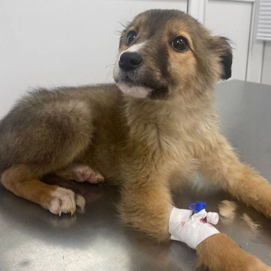 Щенок в добрые руки