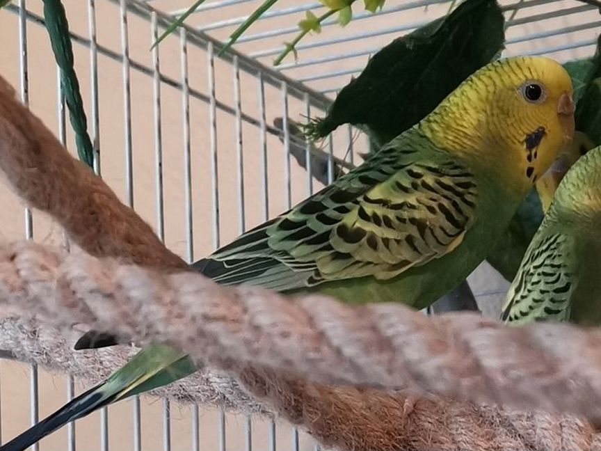 Волнистый Попугай (пара)