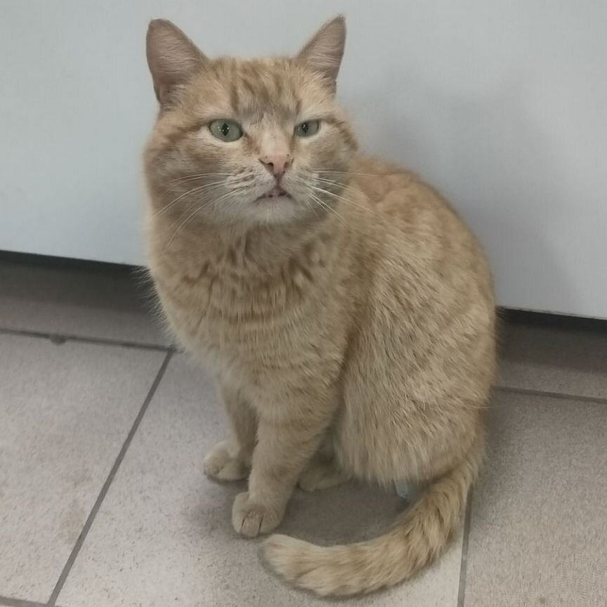 Взрослый кот в добрые руки