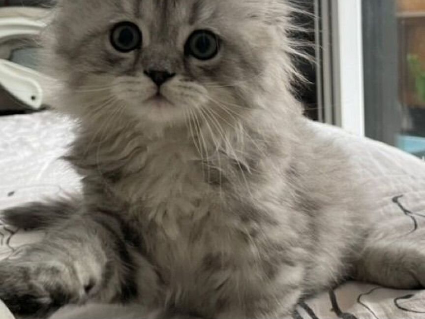 Котенок Хайленд страйт