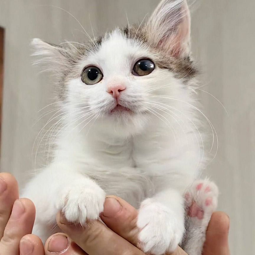 Котенок-мальчик в добрые руки