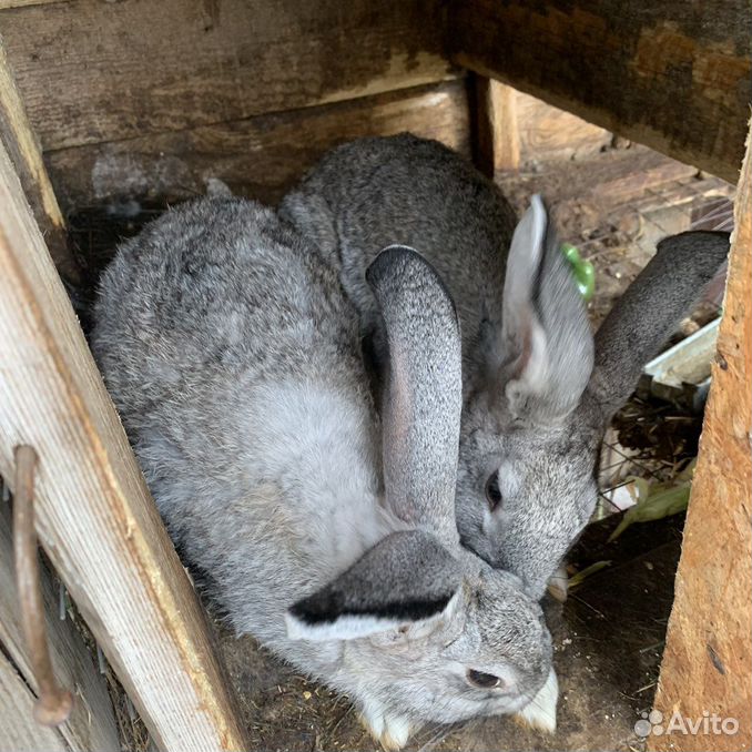 Кролики разных пород
