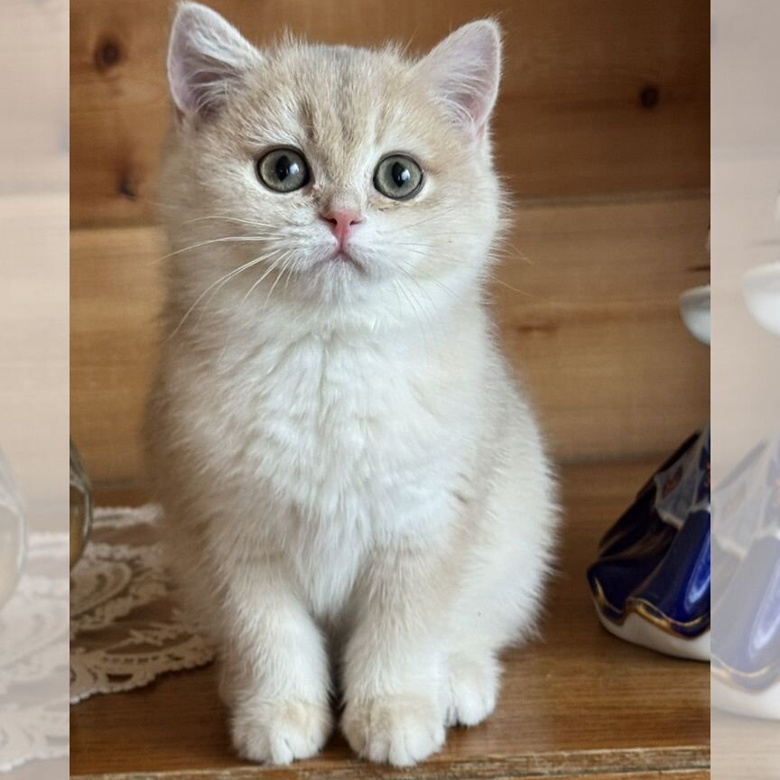 Шотландский прямоухий короткошёрстный котёнок