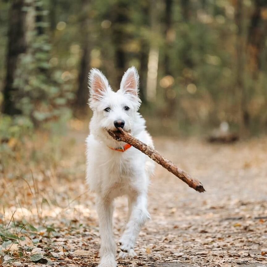 Красивая собака