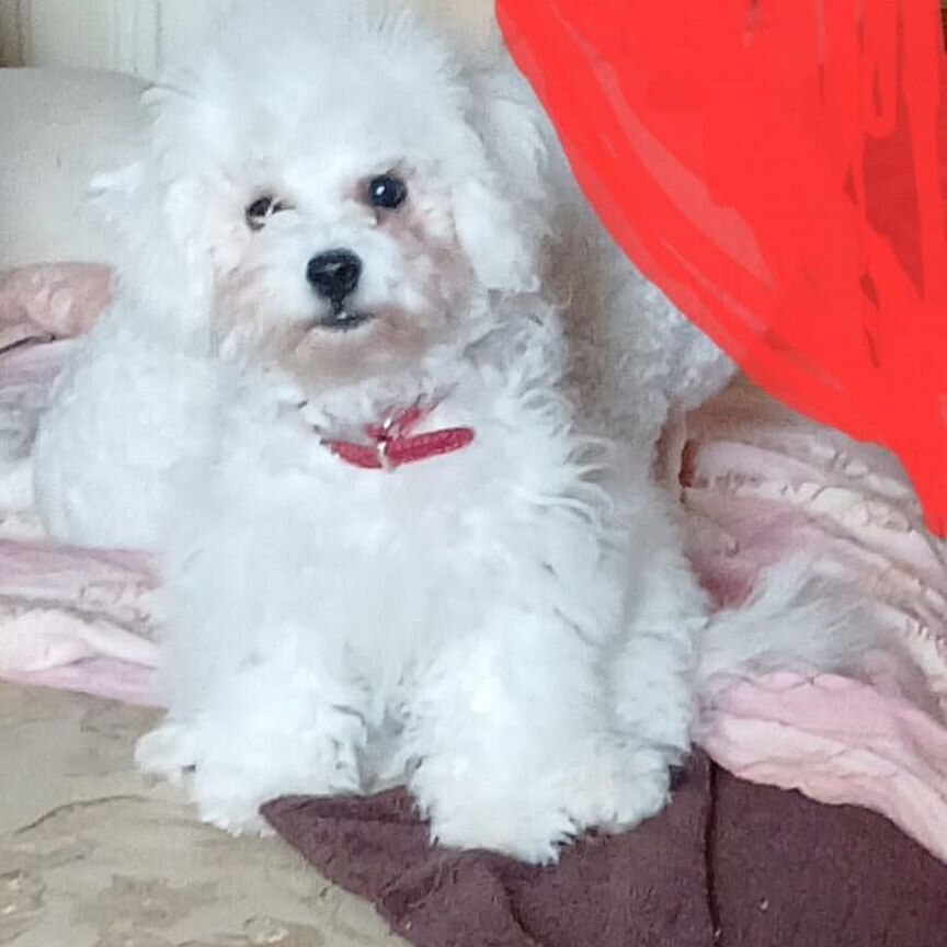 Щенок Бишон фризе