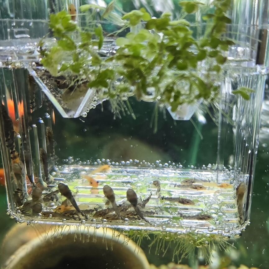 Отдам сомиков