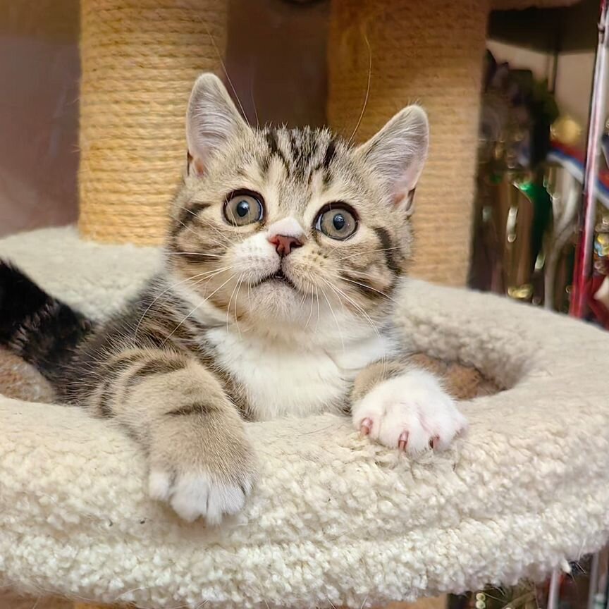 Шотландский котик. Питомник