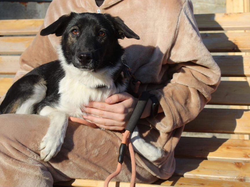Собака в добрые руки