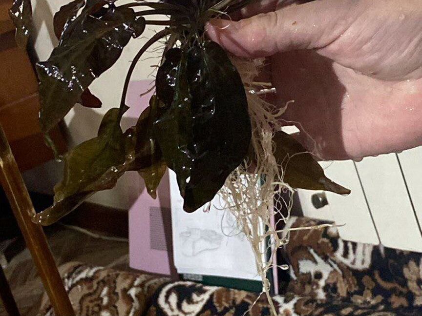 Криптокарина,анубиас нана,бакопа монье