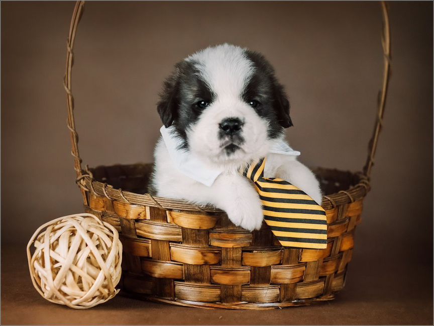 Сенбернар щенки